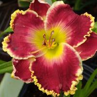 Photo of the bloom of Daylily (Hemerocallis 'Blindingly Beautiful ...