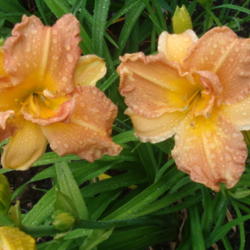 Daylily (Hemerocallis 'Angelic Grin') in the Daylilies Database ...
