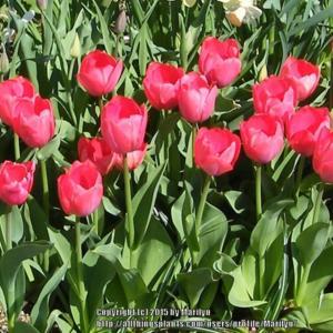 Darwin Hybrid Tulip (Tulipa 'Cherry Delight') in the Tulips Database ...