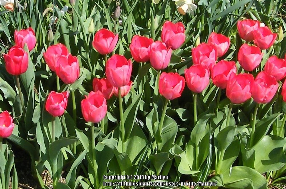 Darwin Hybrid Tulip (Tulipa 'Cherry Delight') in the Tulips Database ...