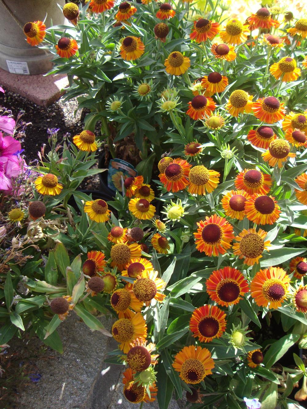 Photo of the entire plant of Helenium (Helenium autumnale 'Short n ...