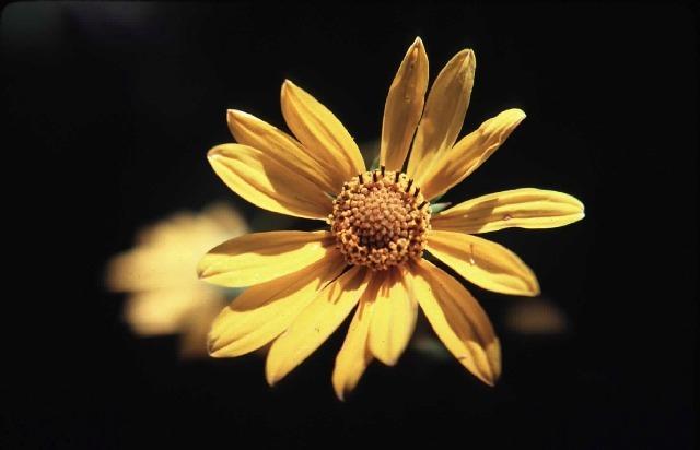 Florida Sunflower (Helianthus floridanus) - Garden.org