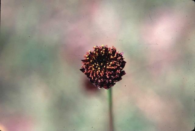 Rayless Sunflower (Helianthus radula) - Garden.org