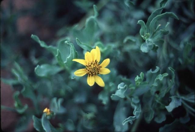 Arizona Sunflower (Helianthus arizonensis) - Garden.org