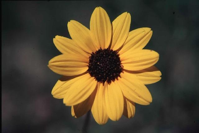 Cucumber-leaf Sunflower (Helianthus debilis subsp. silvestris) - Garden.org