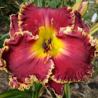 Daylily (Hemerocallis 'Bold Paint') in the Daylilies Database - Garden.org