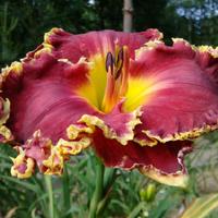 Daylily (Hemerocallis 'Bold Paint') in the Daylilies Database - Garden.org