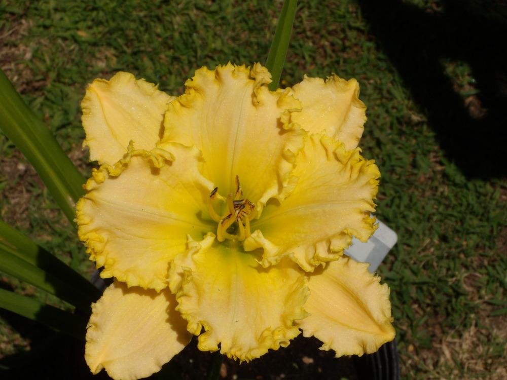 Photo of the bloom of Daylily (Hemerocallis 'Malcolm David Brooker ...