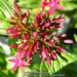 Egyptian Star Cluster (Pentas lanceolata 'Ruby Glow') - Garden.org