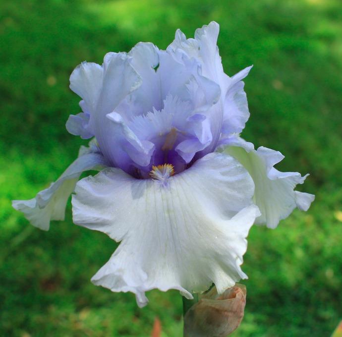 Photo of the bloom of Tall Bearded Iris (Iris 'Crystal Angel') posted ...