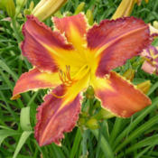 Photo of the bloom of Daylily (Hemerocallis 'Heavenly Velociraptor ...
