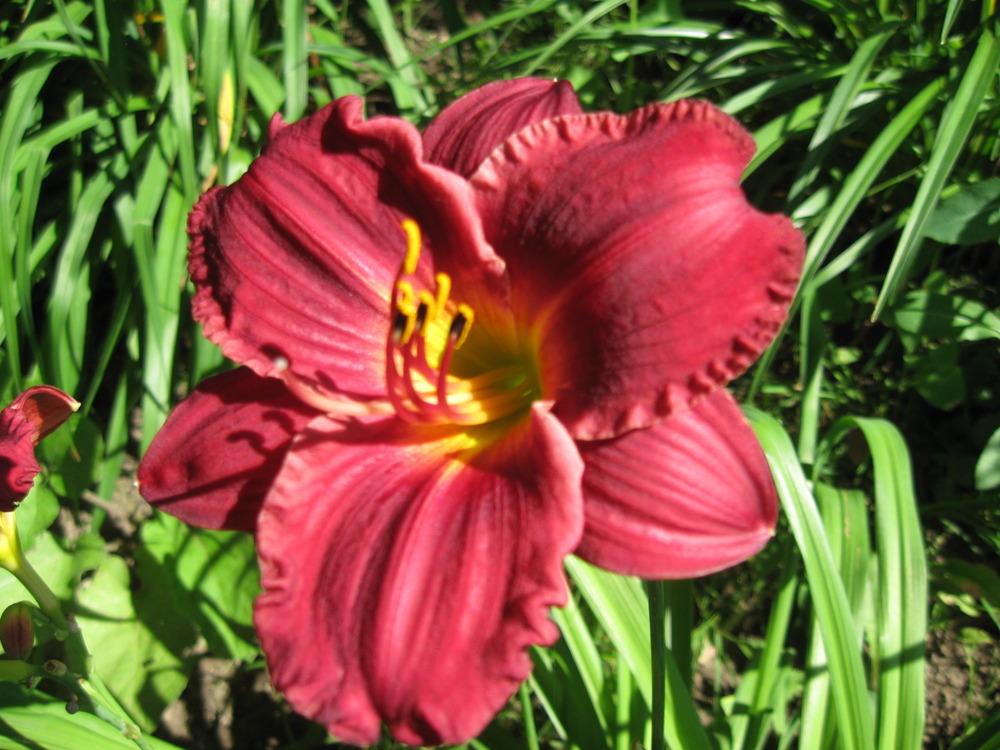 Daylily (Hemerocallis 'Red Ruby') in the Daylilies Database - Garden.org