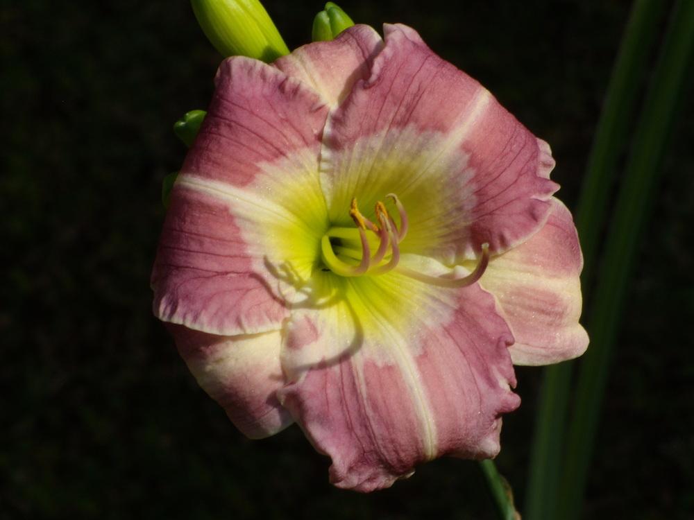 Daylily (Hemerocallis 'Mystical Fairy') in the Daylilies Database ...
