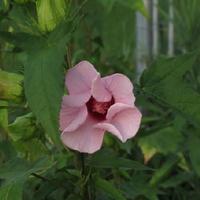Rose Mallow (Hibiscus laevis) in the Hibiscus Database - Garden.org