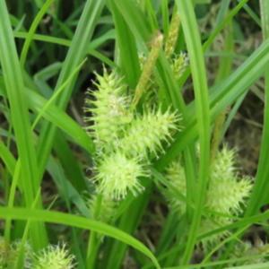 Deflexed Bottle-Brush Sedge (Carex retrorsa) in the Sedges Database ...