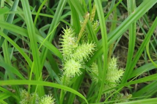 Photo of the seed pods or heads of Deflexed Bottle-Brush Sedge (Carex ...