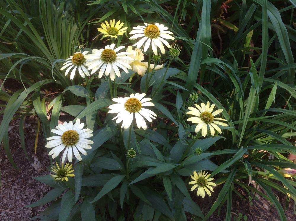 Photo of the bloom of Coneflower (Echinacea 'Cleopatra') posted by ...