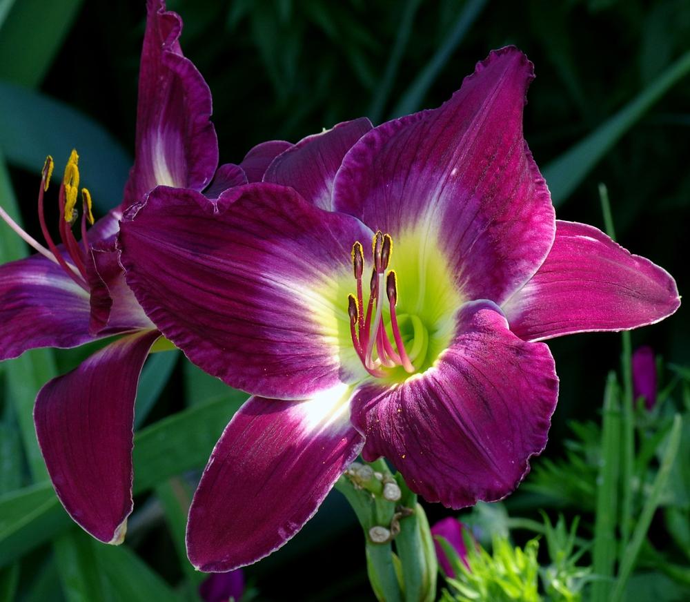 Daylily (Hemerocallis 'Purple Twilight Time') in the Daylilies Database ...
