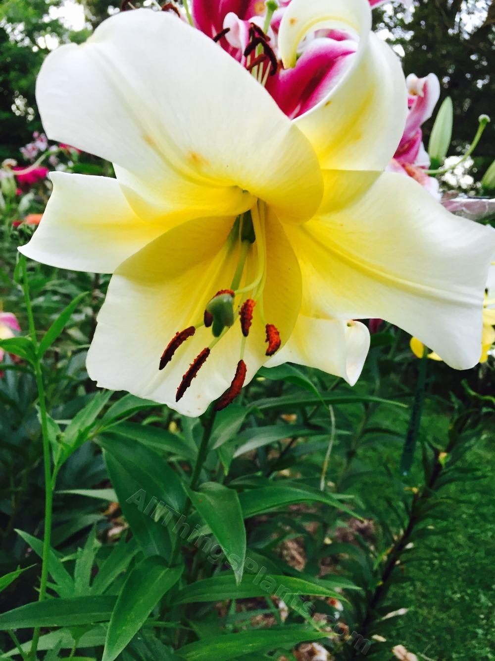 Photo of the bloom of Lily (Lilium 'Late Morning') posted by ...