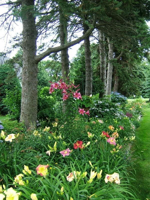 Purple Prince lily tree? in the Lilies forum - Garden.org