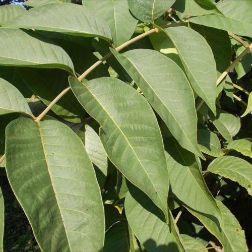 Chinese Lacquer Tree (Toxicodendron vernicifluum) - Garden.org