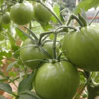 Photo of the fruit of Tomato (Solanum lycopersicum 'Cherokee Purple ...