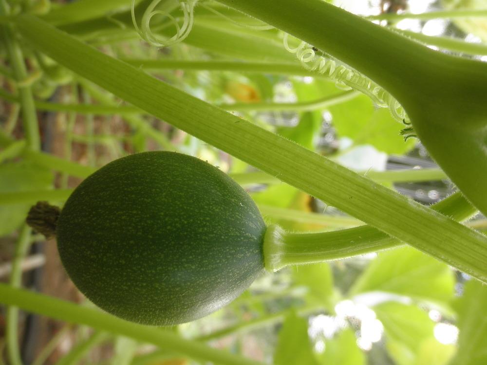 Ornamental Gourd (Cucurbita pepo 'Goblin Eggs') in the Gourds, Squashes ...