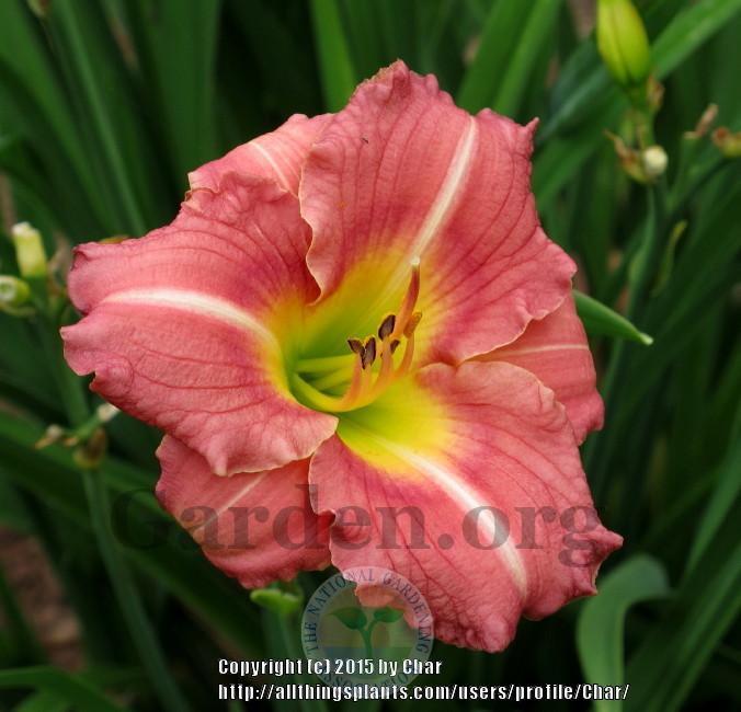 Daylily (Hemerocallis 'Preppy Pink') in the Daylilies Database - Garden.org
