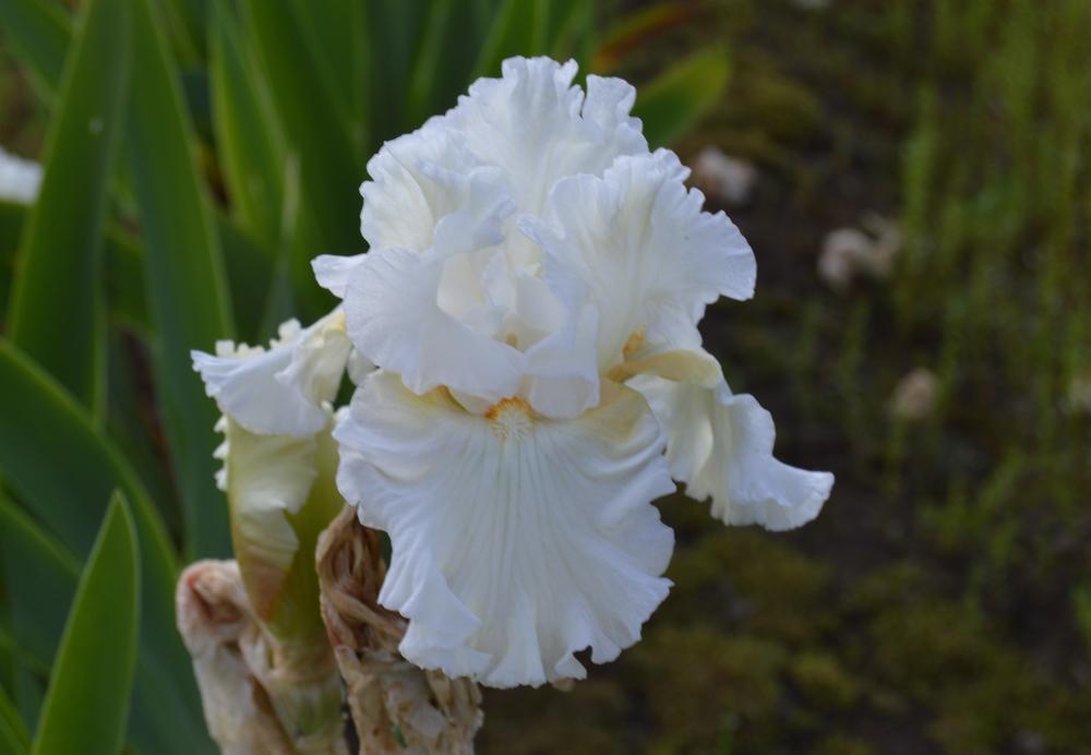Photo of the bloom of Tall Bearded Iris (Iris 'Boston Cream') posted by ...