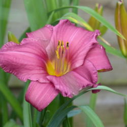 Daylily (Hemerocallis 'Summer Wine') in the Daylilies Database - Garden.org
