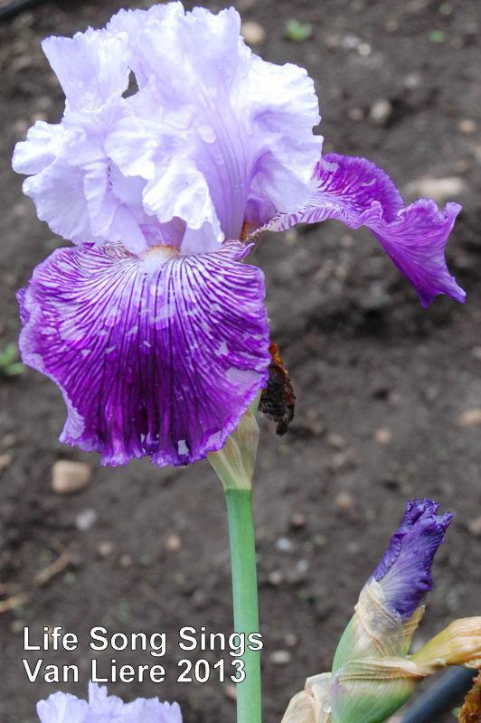 Photo of the bloom of Tall Bearded Iris (Iris 'Life Song Sings') posted ...