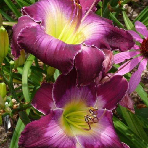 Daylily (Hemerocallis 'Jamie Dockery') in the Daylilies Database - Garden.org