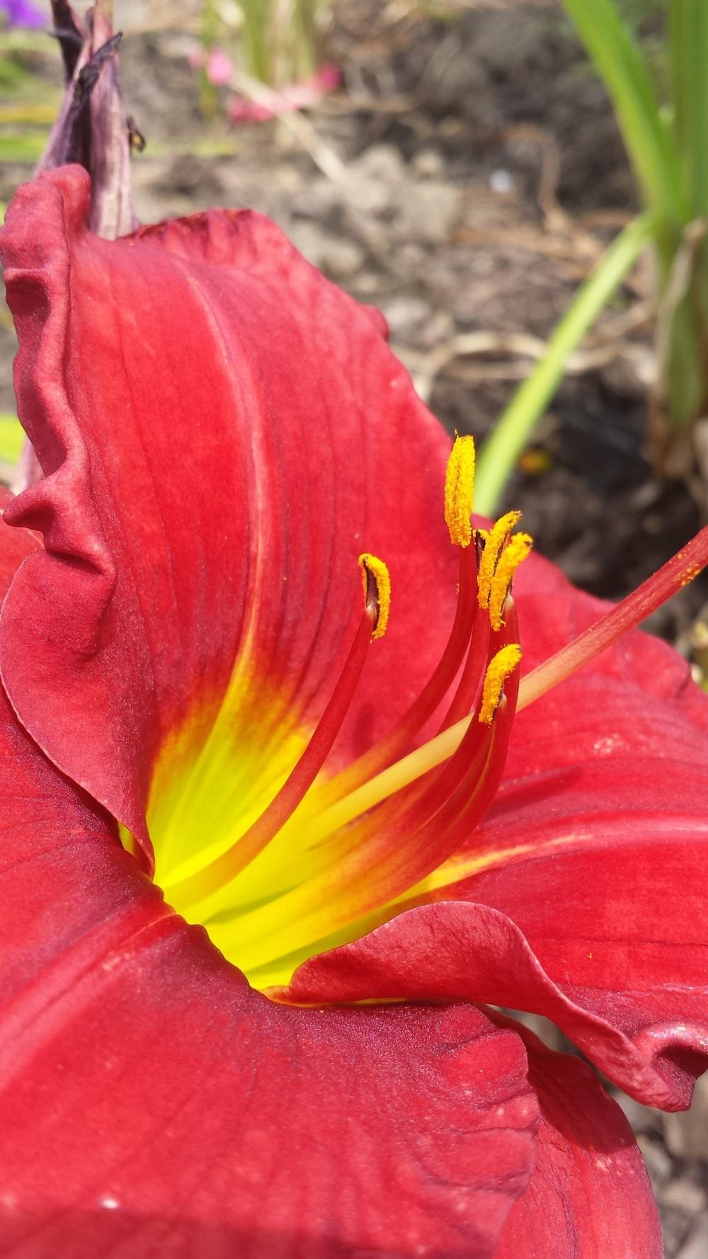 Photo of the stamens, filaments and pistils of Daylily (Hemerocallis ...