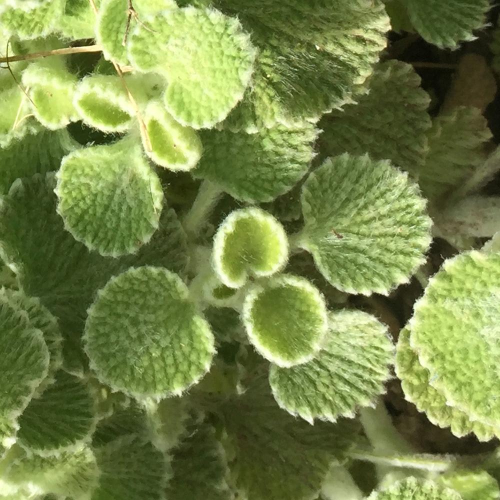 Scallop Shell (Marrubium supinum) - Garden.org