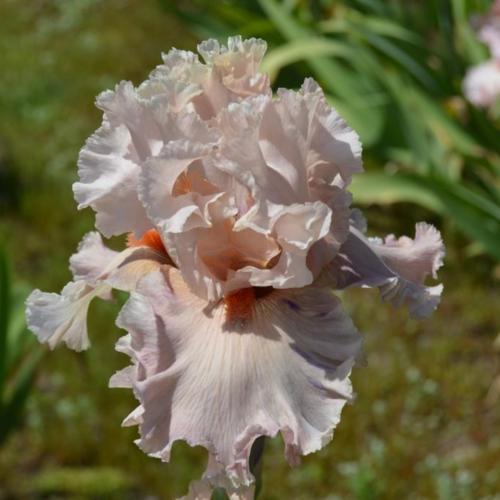 Tall Bearded Iris (Iris 'Bracken Ridge') in the Irises Database ...