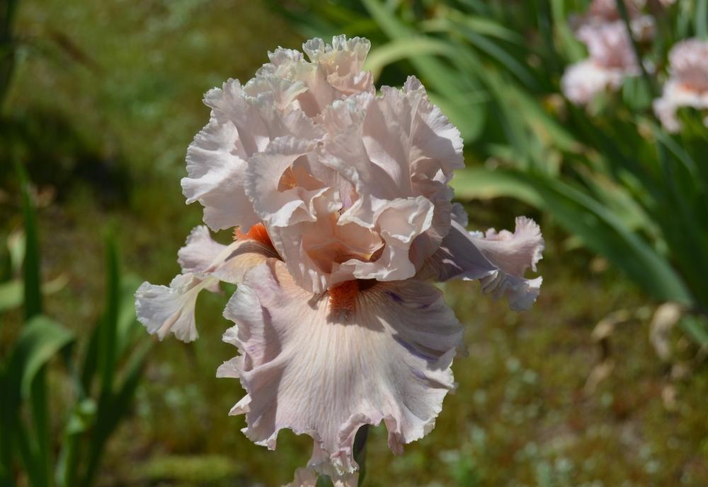 Tall Bearded Iris (Iris 'Bracken Ridge') in the Irises Database ...