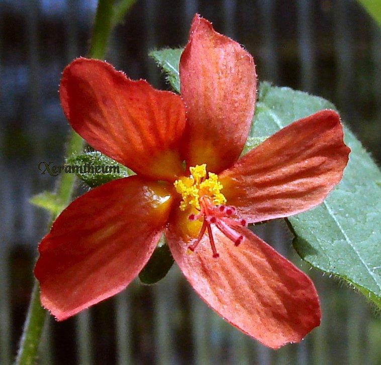 Pavonia (Pavonia missionum) in the Shell Flowers (Pavonia) Database ...