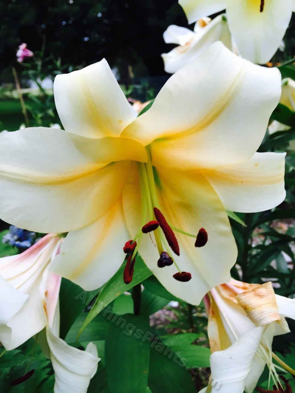 Lily (Lilium 'Santini') in the Lilies Database - Garden.org