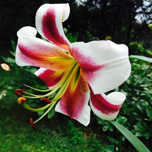 Oriental/Trumpet Lily (Lilium 'Mister Sandman') in the Lilies Database ...