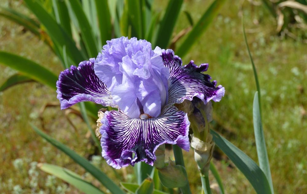 Photo of the bloom of Tall Bearded Iris (Iris 'Captain Thunderbolt ...