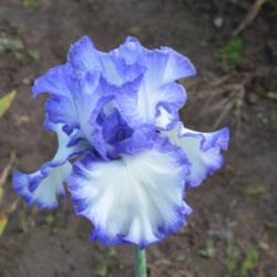 Photo of the bloom of Tall Bearded Iris (Iris 'Common Thread') posted ...