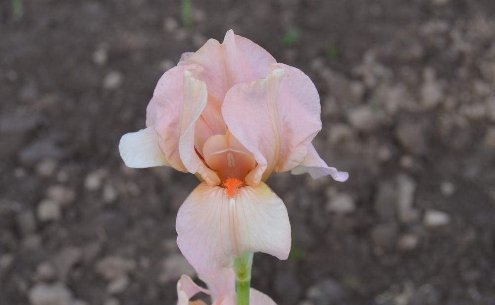 Miniature Tall Bearded Iris (Iris 'Coral Caper') in the Irises Database ...