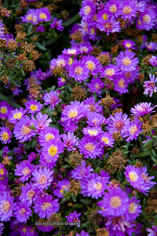 Dwarf New York Aster (Symphyotrichum novi-belgii 'Tiny Tot') in the ...