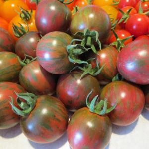 Tomato (Solanum lycopersicum 'Black Vernissage') in the Tomatoes ...