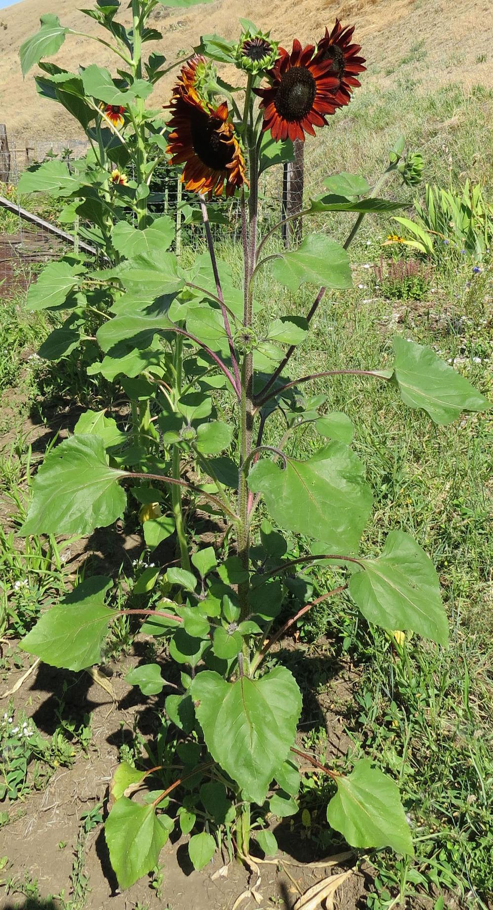 Photo of the entire plant of Sunflower (Helianthus annuus 'Earthwalker ...