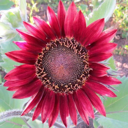 Sunflower (Helianthus annuus 'Ruby Eclipse') in the Sunflowers Database - Garden.org