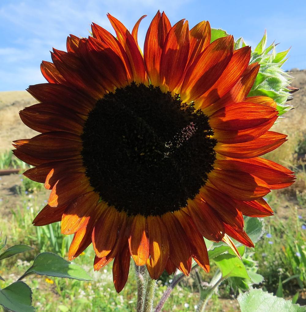 Photo of the bloom of Sunflower (Helianthus annuus 'Earthwalker ...