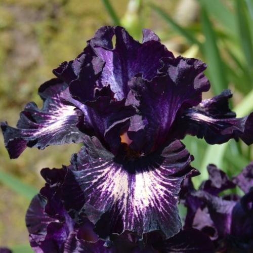 Tall Bearded Iris (Iris 'Dancing in the Dark') in the Irises Database ...