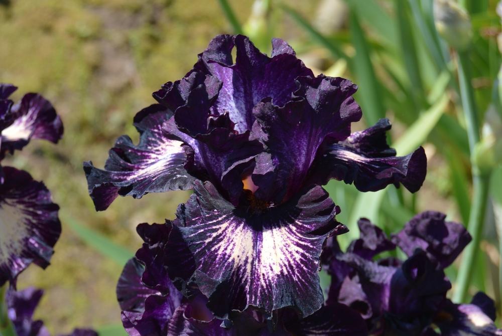 Tall Bearded Iris (Iris 'Dancing in the Dark') in the Irises Database ...