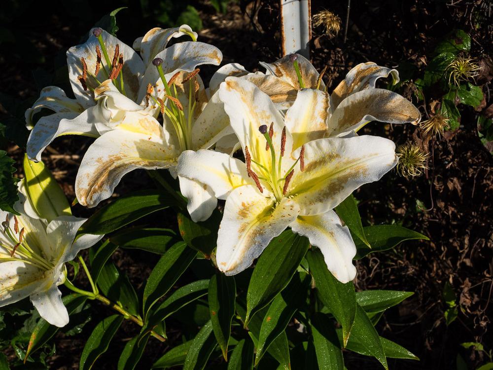 Lily (Lilium 'Legend') in the Lilies Database - Garden.org